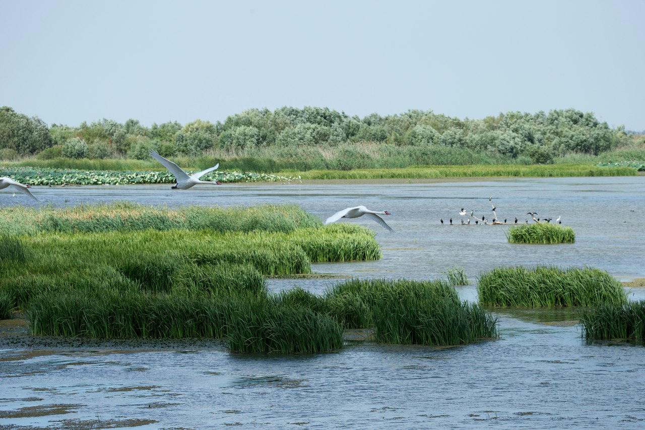Astrakhansky Nature Preserve (Zapovednik) - Bird Watching in Russia